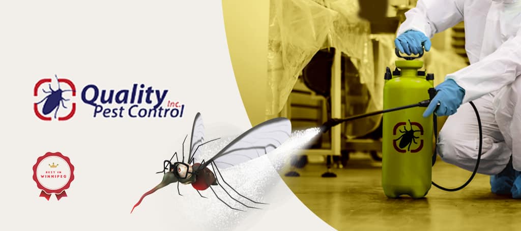 The 5 Best Pest Control Companies in Winnipeg [2025 ]