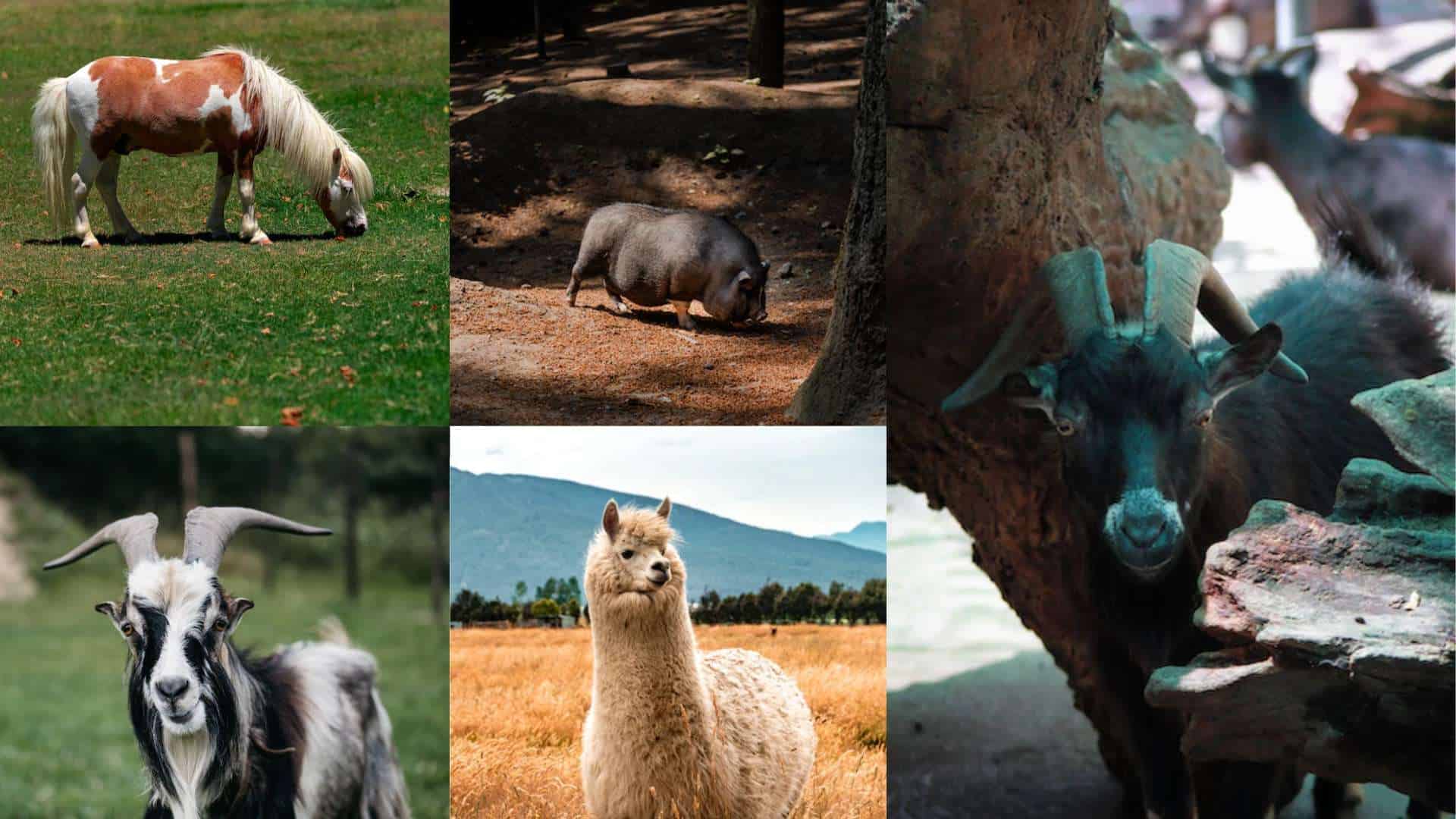 What to Expect in Assiniboine Zoo: The Ultimate Guide [2025]