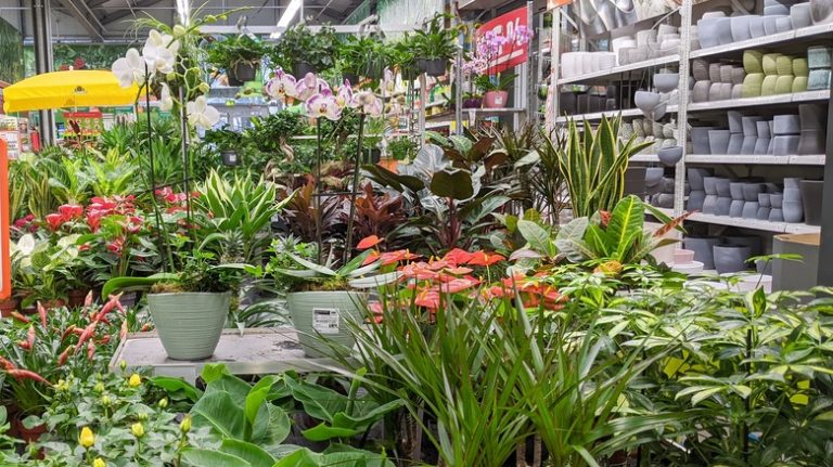 These 6 Plant Shops in Winnipeg Will Elevate Your Garden [2026]